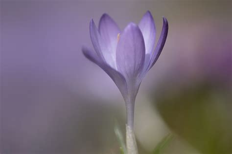 Crocus Sativus On Behance