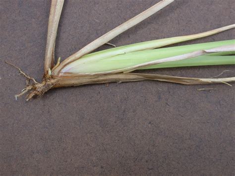 Broomsedge Scientific Classification At Jamison Brown Blog