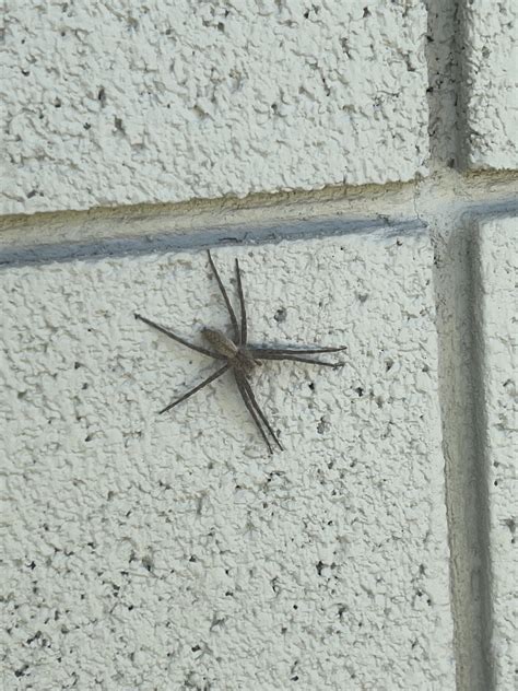 Any Idea What This Is Northeast Ohio Rspiders