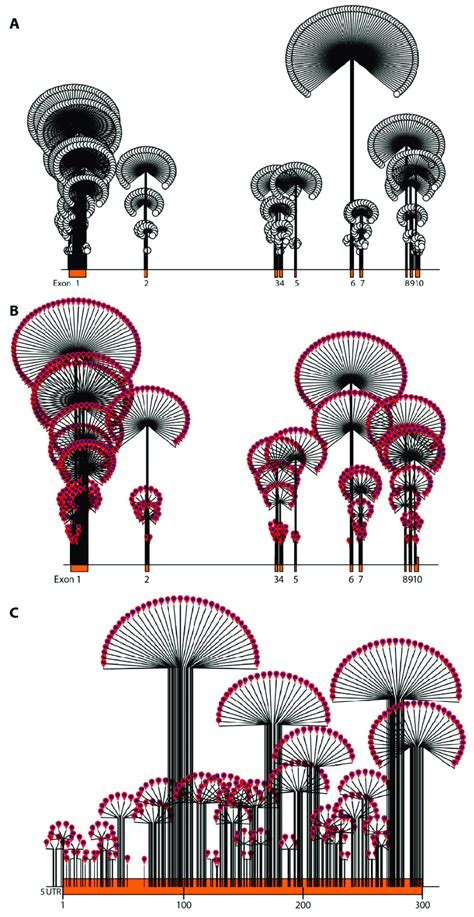 Dandelion Plot Illustrating Variant Density In Abcd1 Density Is