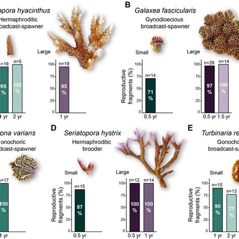 Percentages Of Reproductive Fragments From Small And Large Size Groups Download Scientific