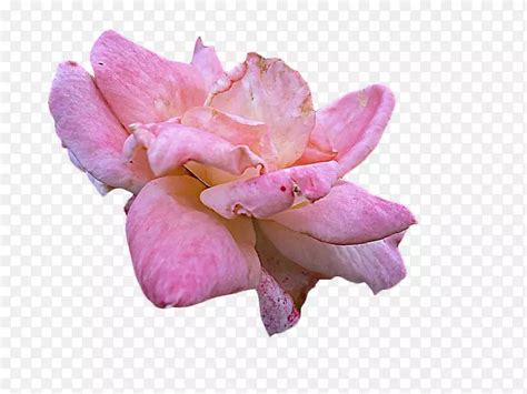 凋谢的粉色月季花PNG图片素材下载 图片编号7363332 PNG素材网