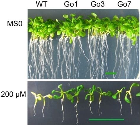 Wild Type And Transgenic Arabidopsis Were Grown On Ms Solid Medium