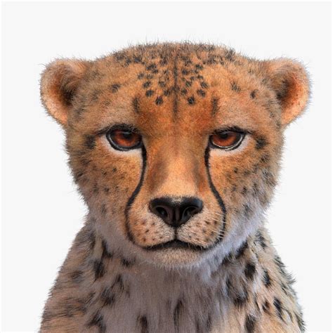Cheetah Anatomy With Skeletons And Muscles With Fur Xgen 3d Model 249