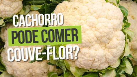 Cães podem comer couve flor Cão pode comer couve flor YouTube