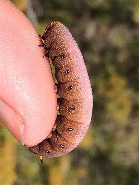 Snowberry Clearwing Hemaris Diffinis Boisduval 1836 Butterflies And Moths Of North America