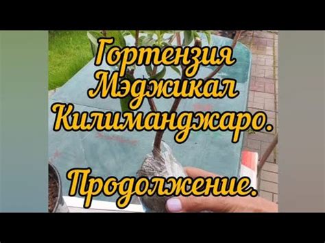 Гортензия Мэджикал Килиманджаро. Продолжение. Часть 2. - YouTube