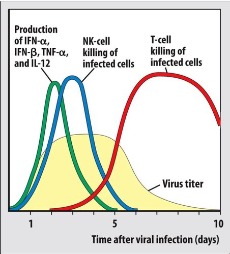 Anti Viral Response Flashcards Quizlet