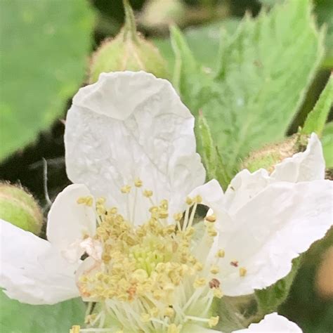 When The Cubs Get To Play With Something Different