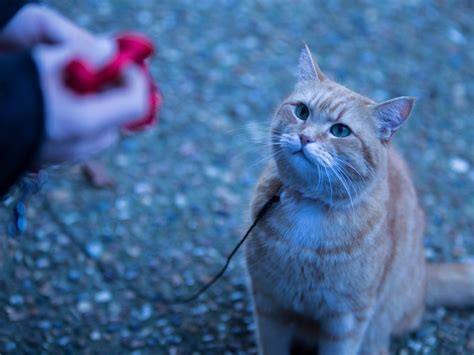 自分を成長させてくれた猫に心から感謝！映画『ボブという名の猫2 幸せのギフト』 「犬や猫ともっと幸せに」をコンセプトにしたwebメディア