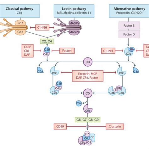 Proposed Model For Complement Activation In Hemodialysis HD The Download Scientific