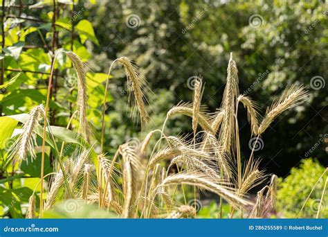 Rye Or Secale Cereale Plant In Zurich In Switzerland Stock Image