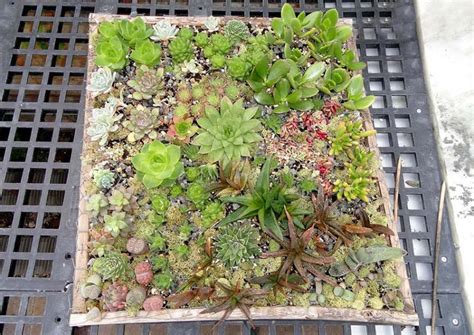 55 Best Vertical Garden Ideas Planters And Diy Kits