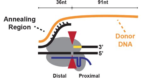 Donor Template Dna Crispr