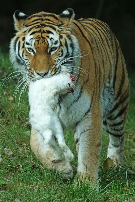 Amurtiger Panthera