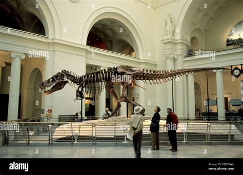 Usa Illinois Chicago Field Museum Of Natural History T Rex Dinosaur