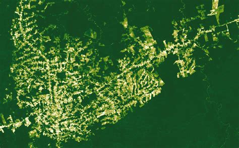 Canopy Cover Forest Carbon Diligence Sentinel Hub Custom Scripts