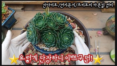 안다미로군생 연지곤지 프리모리 소환해서 마른잎 떼어주고 해충 없나 살펴봅니다~ 이럴 때 제일 행복해요~ Youtube