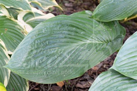 Sklep Hosta Bea Funkia Hosta Empress Wu Pbr