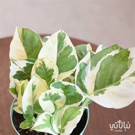 نبتة بوتس انجوي صغيرة في حوض بلاستيك تركوازي متجر نباتاتي