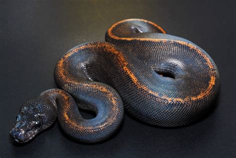 58 Ball Python Mutations Ideas Ball Python Ball Python Morphs