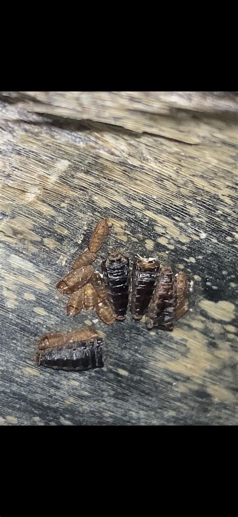Bug Noob Here Are These Isopods ~7mm For Adults Trying To Find An Id As I Found It In My