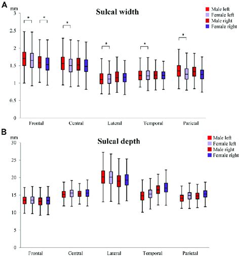 Differences In Sulcal Width A And Depth B Between Males And