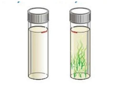 Algae Test Kit At ₹ 3770 Number Bacteria Detection Kit In Ankleshwar Id 18041917673