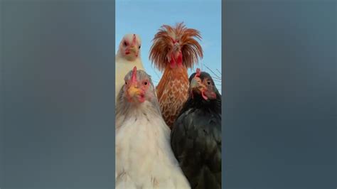 I Said Ehe Aha Ehe Hehehelelellele Youtube