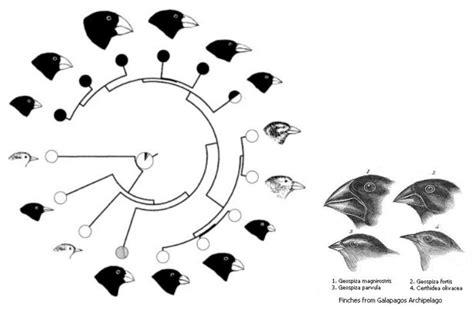 Adaptive Radiation In Beak Size And Shape In The Darwins Finches