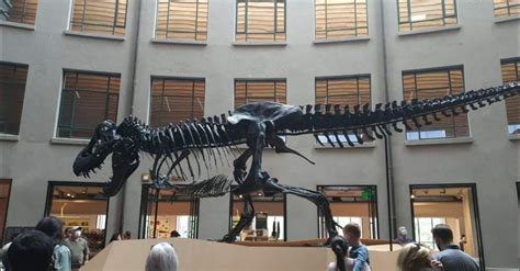 Dream Come True First Time A Full Rex Skeleton Has Been In New Zealand