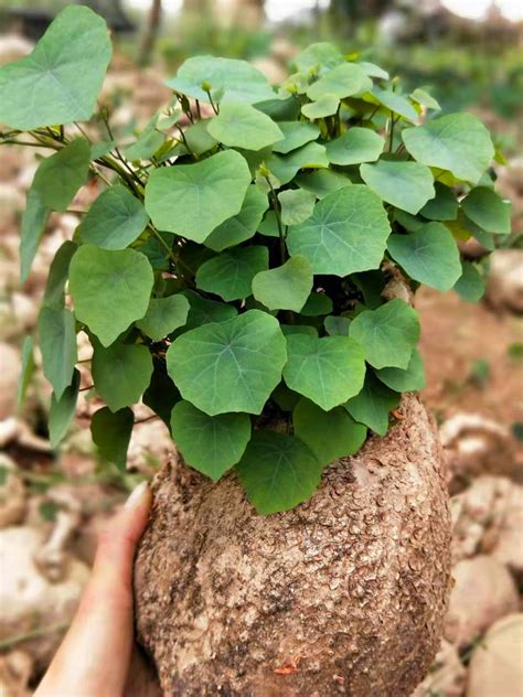 Stephania Erecta Bulbs Pilea Peperomioidesperennial Plantsstephania