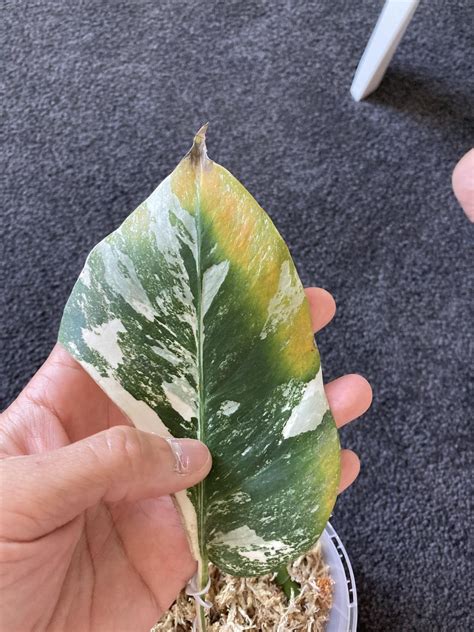 Monstera Albo Propagation Help Rpropagation