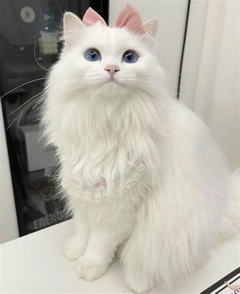 Elegant White Cat