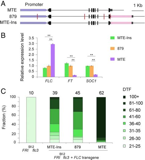 Qtl Mapping Analysis Of Flowering Time A Distribution Of Flowering