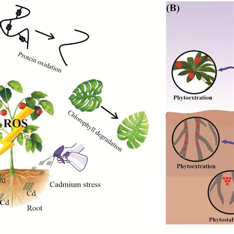 Cadmium Toxicity Impacts Plant Growth And Plant Remediation Strategies Request Pdf