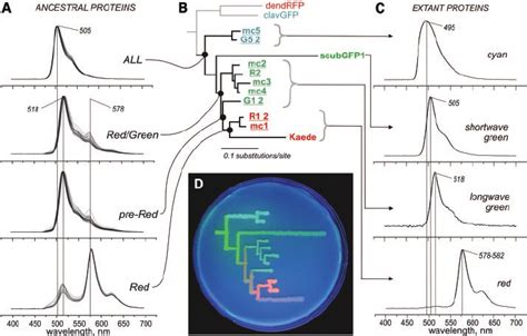 A Fluorescence Spectra Of The Reconstructed Ancestral Proteins