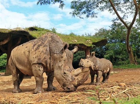 Kabar Gembira Bayi Badak Putih Lahir Di Taman Safari Bogor Tagar