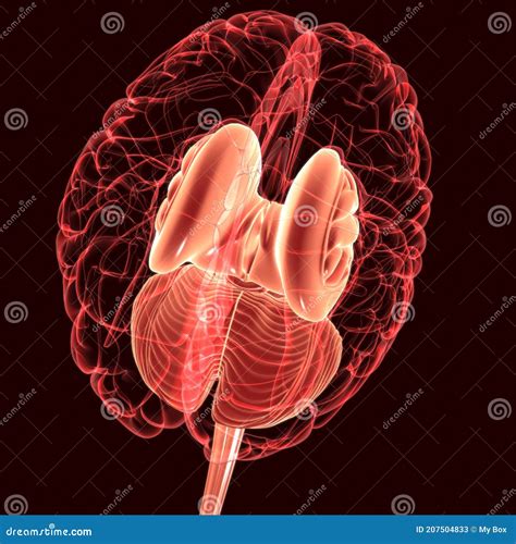 Human Brain Inner Parts Anatomy For Medical Concept 3d Rendering Stock
