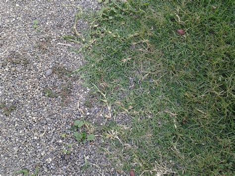 The Landscape Supervisor How To Get Rid Of Bermuda Grass