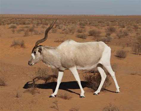 Addax Nasomaculatus Saiga Antelope