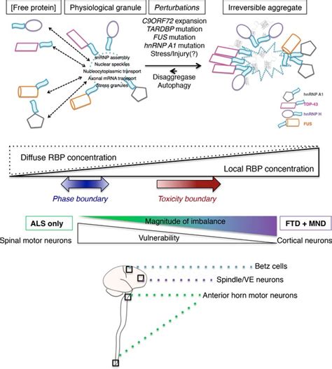 Figures And Data In Unexpected Similarities Between C9orf72 And