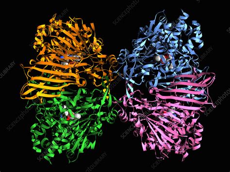 M61 Peptidase Molecular Model Stock Image C0598113 Science