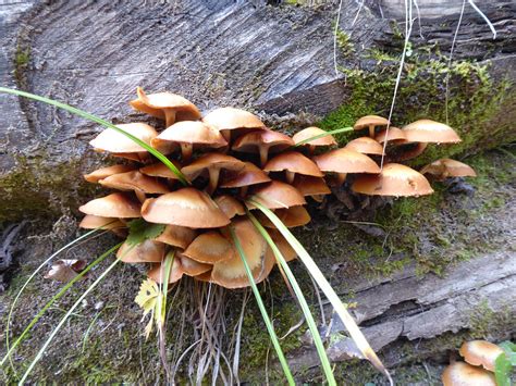 Kuehneromyces Mutabilis The Ultimate Mushroom Guide