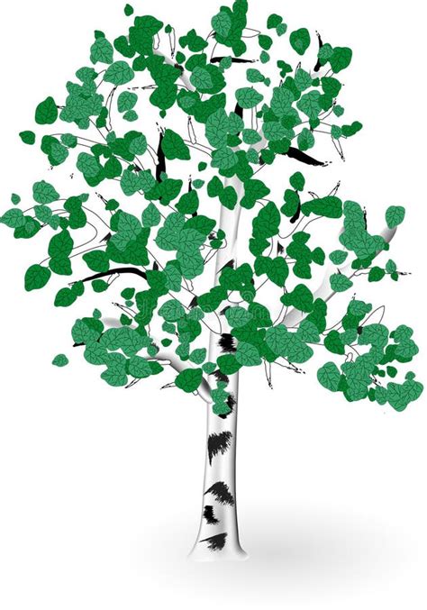 Bouleau Stock Illustrations Vecteurs And Clipart 24751 Stock