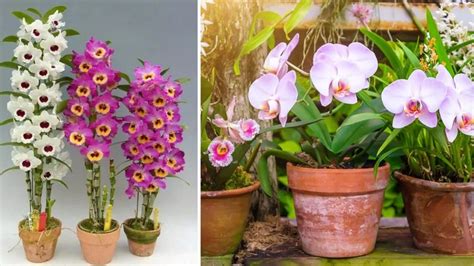 Cómo Cultivar Orquídeas en Maceta Guía Paso a Paso Abuela En La Cocina