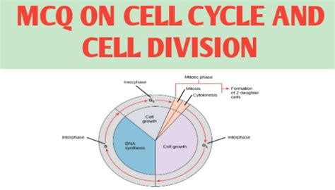MCQ ON CELL CYCLE AND CELL DIVISION Biologysir