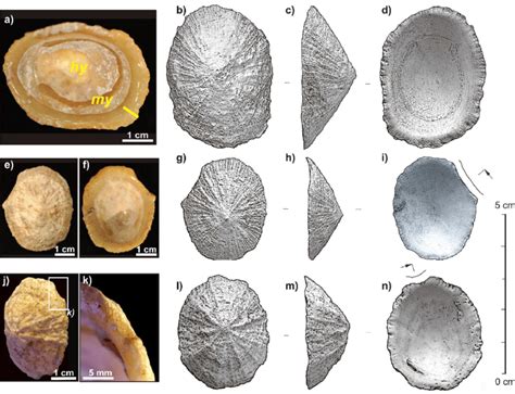 Morphologie Des Patella Fossiles Issues De La Couche 8 De La Grotte
