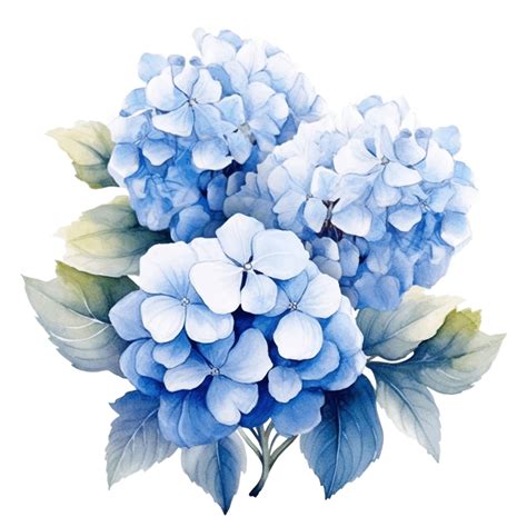 Blue Hydrangeas Bouquet Sublimation Graphics Watercolor Clip Art 4 High