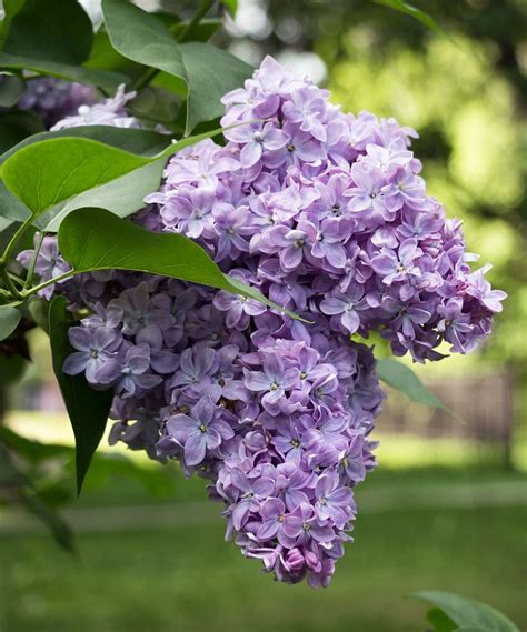 When To Prune Mophead Hydrangeas For The Best Flowers Homes And Gardens